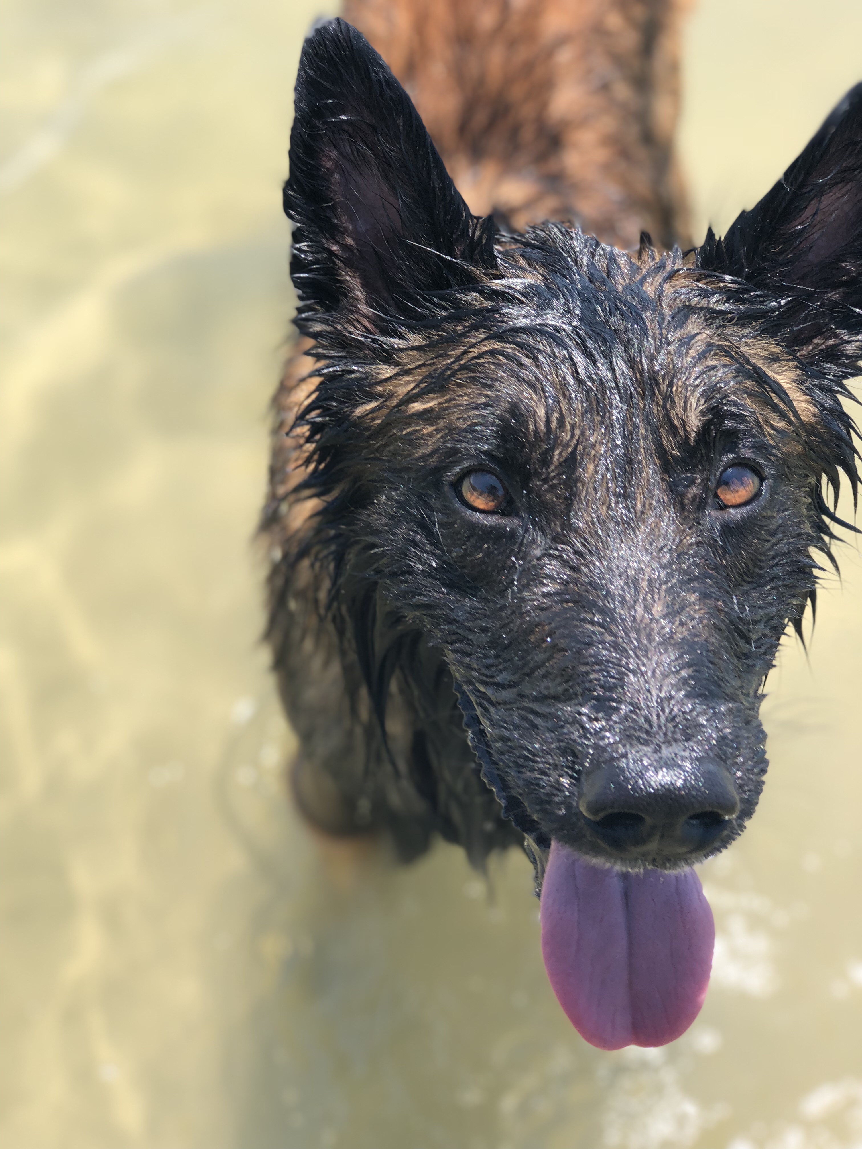 Meet Our Dogs - Kentucky Dog Training