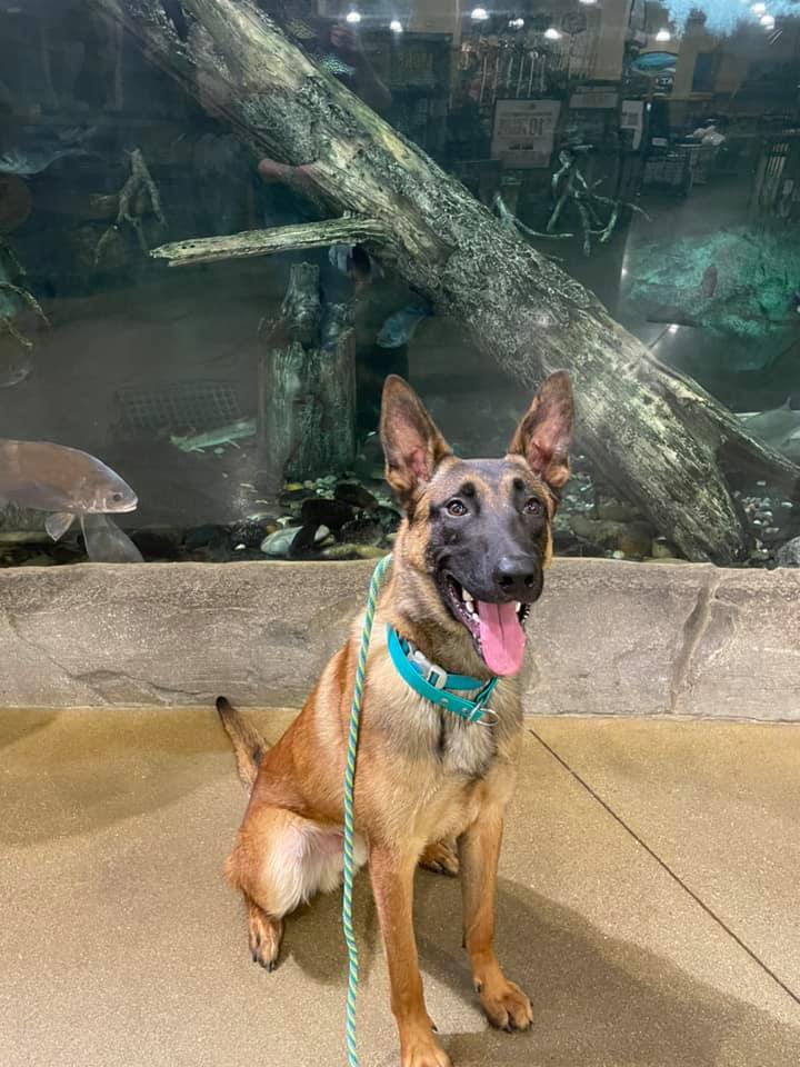 Trained Dogs - Kentucky Dog Training