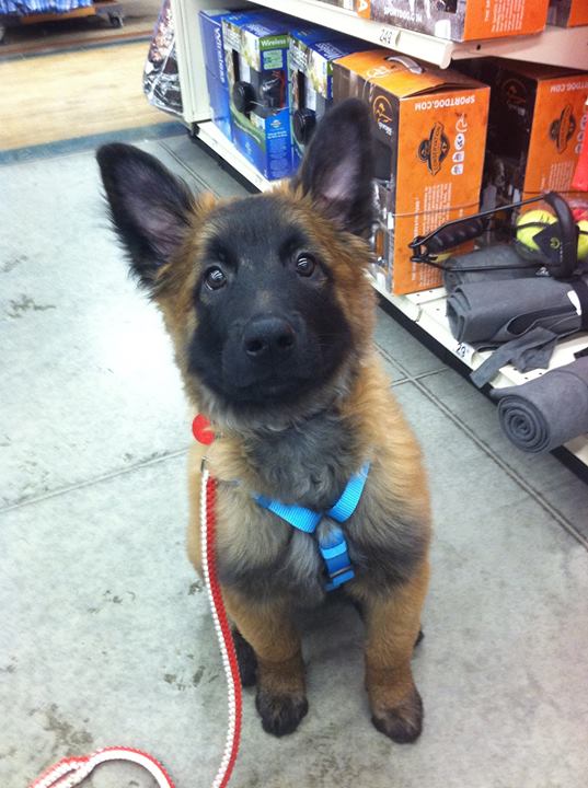 Puppy Training - Kentucky Dog Training