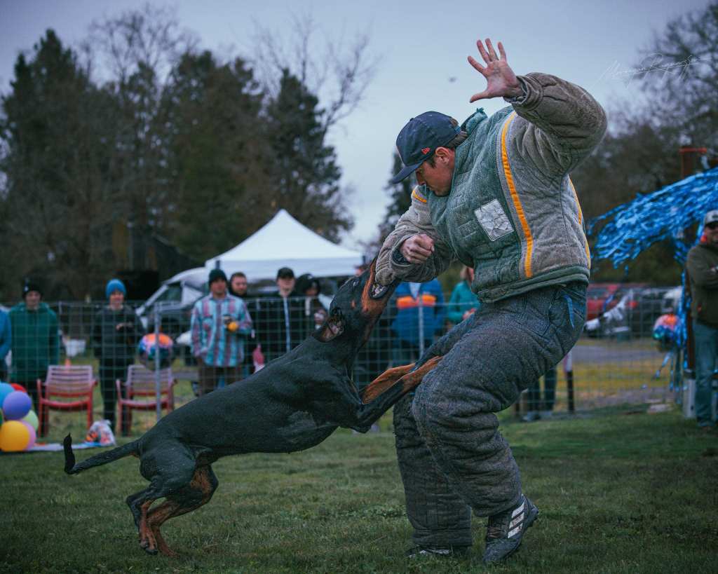 Sport Dogs-IGP/Schutzhund and Mondioring - Kentucky Dog Training